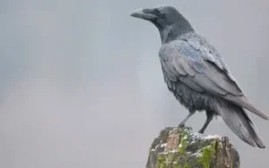 أنواع الطيور - ويكي بالعربي